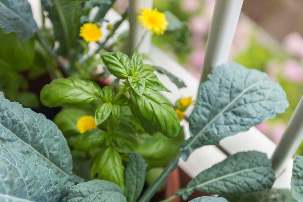 Common Calendula Pests: Does Pot Marigold Attract Pests to the Garden?