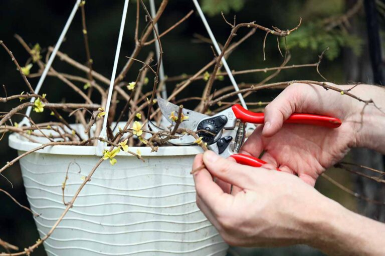 When and How to Prune Fuchsia Plants | Gardener’s Path