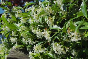 How to Grow Jasmine: Learn How to Care for Jasmine Plants