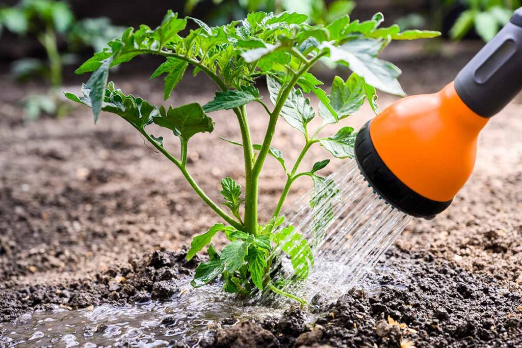How to Grow Sweeter Tomatoes in Your Garden | Gardener’s Path