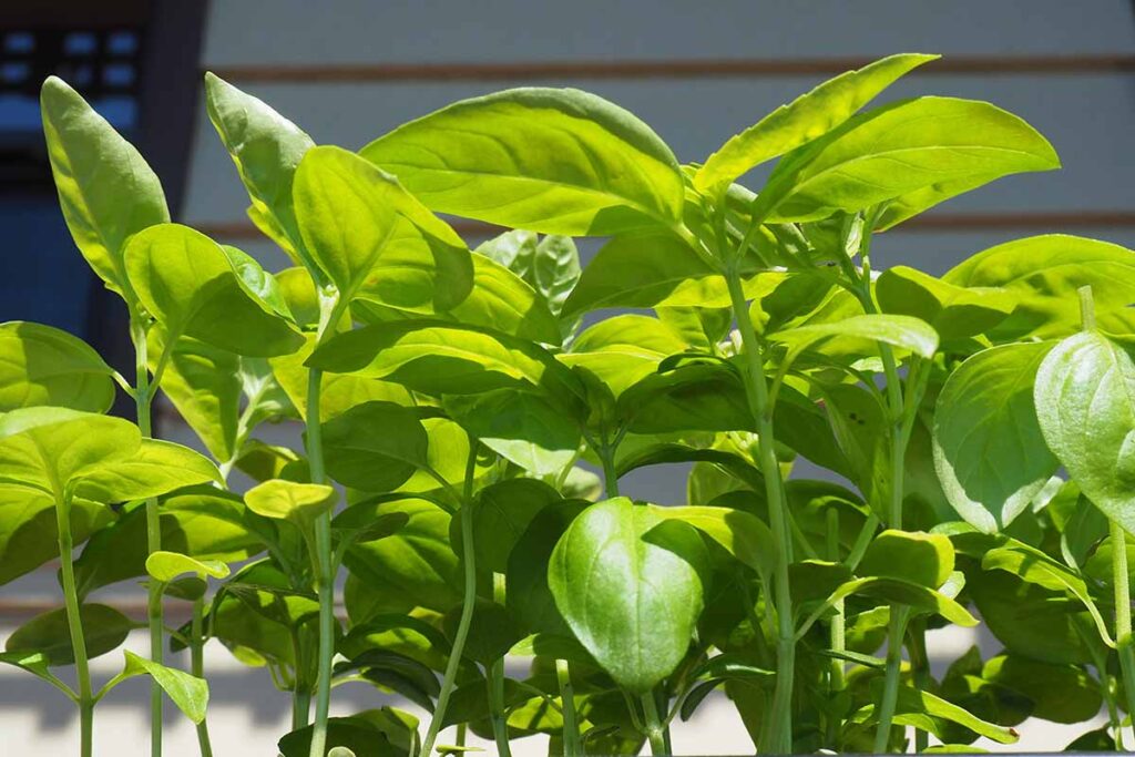 How to Propagate Basil from Seed | Gardener’s Path