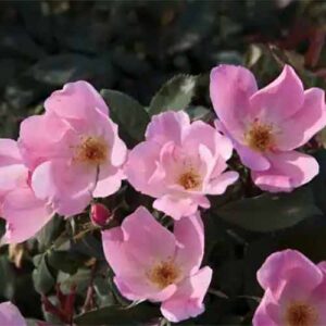 Tips for Growing Knock Out Roses | Gardener’s Path