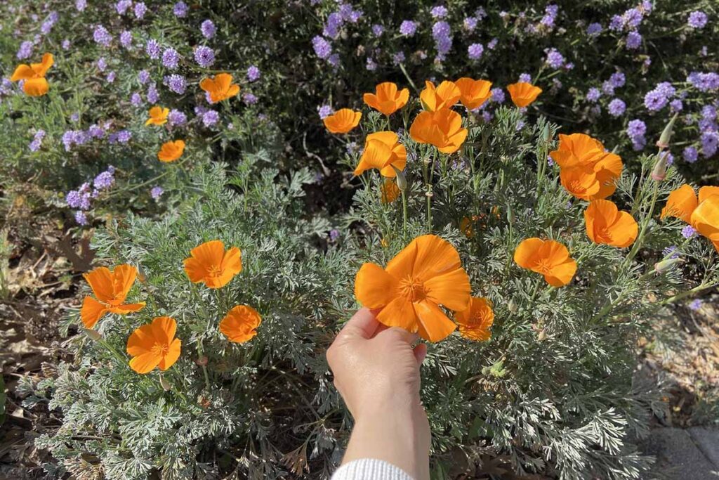 How to Plant and Grow California Poppies | Gardener’s Path