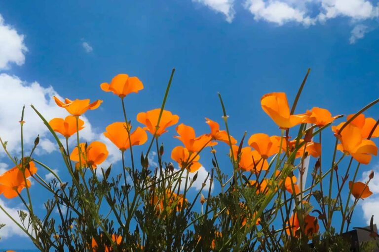 How to Plant and Grow California Poppies | Gardener’s Path