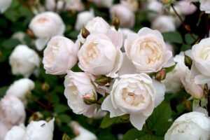 25 of the Best-Smelling Roses to Enrich Your Garden | Gardener’s Path