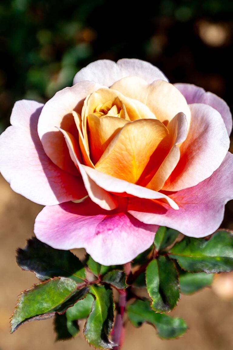 All About Griffith Buck Roses | Gardener’s Path