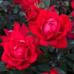 Tips for Growing Knock Out Roses | Gardener’s Path