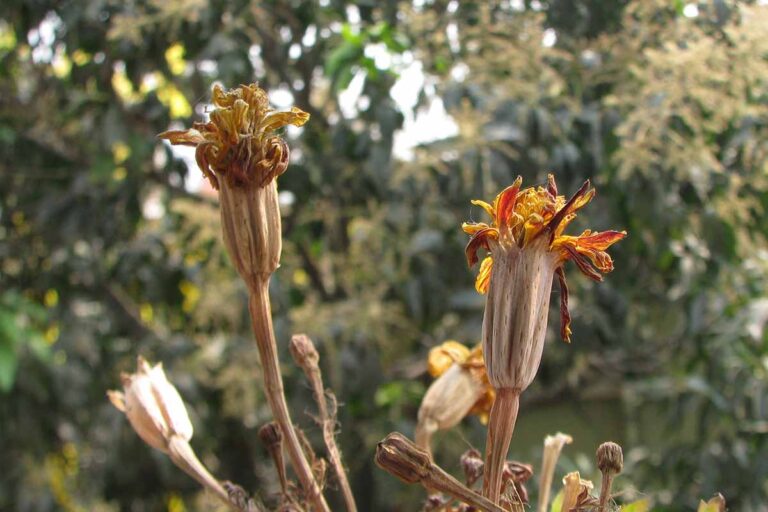 7 Steps to Harvesting and Saving Marigold Seeds | Gardener's Path