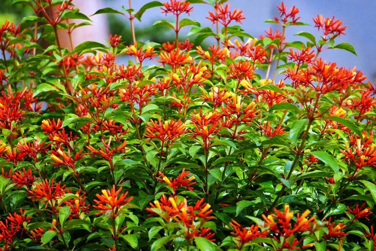 How to Grow and Care for Firebush | Gardener’s Path