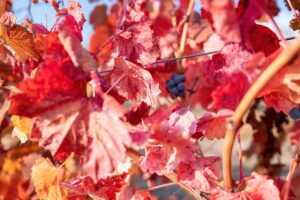 How to Grow and Care for Grapevines | Gardener’s Path