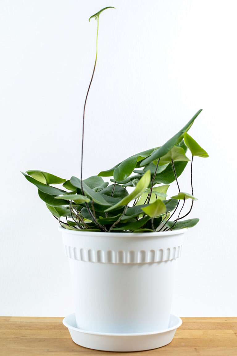 How to Grow and Care for Heart Ferns | Gardener’s Path