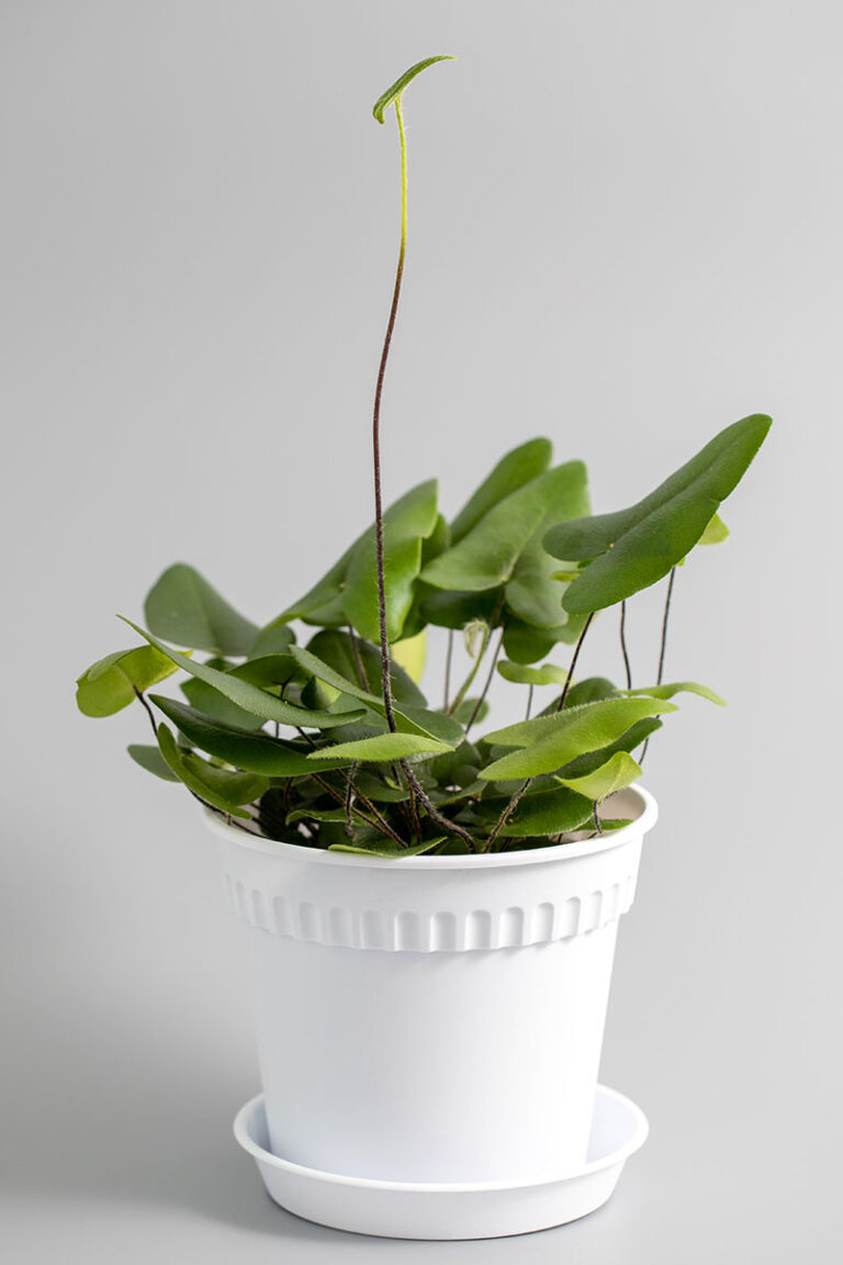 How to Grow and Care for Heart Ferns | Gardener’s Path