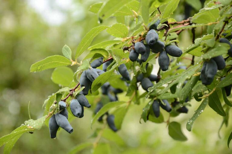 Types of Honeysuckle Plants: 13 of the Best Species for Your Garden