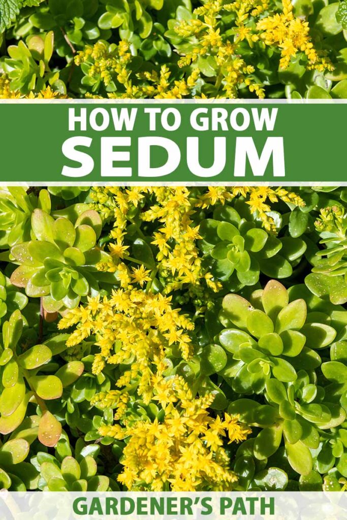 How to Plant and Grow Sedum (Stonecrop) | Gardener’s Path