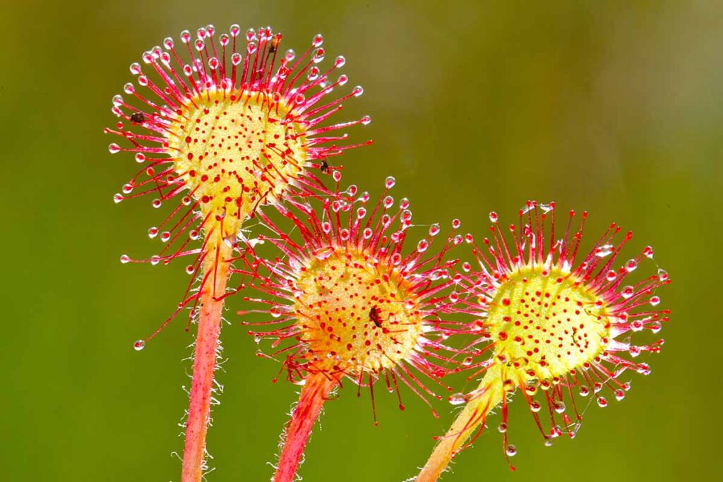 Growing Carnivorous Plants 101: How to Get Started