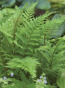 How to Grow and Care for Ferns | Gardener’s Path