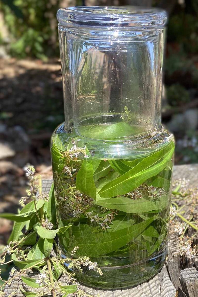 How to Make Lemon Verbena Tea (And Why You Should)