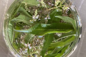 How to Make Lemon Verbena Tea (And Why You Should)