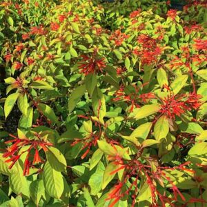 How to Grow and Care for Firebush | Gardener’s Path