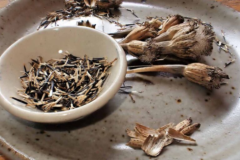 7 Steps to Harvesting and Saving Marigold Seeds | Gardener's Path