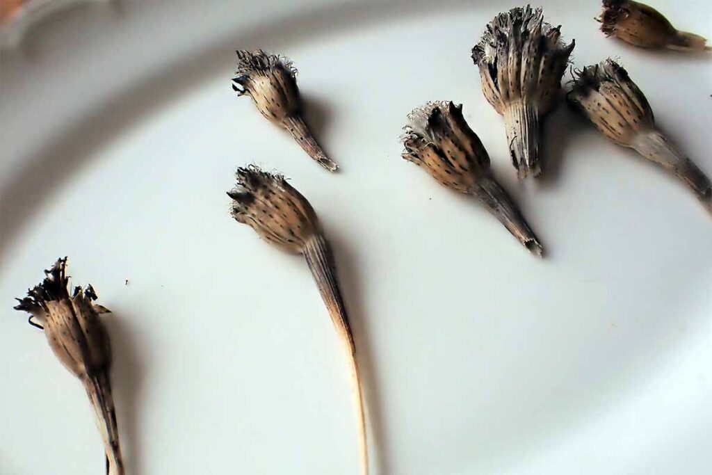 7 Steps to Harvesting and Saving Marigold Seeds | Gardener's Path