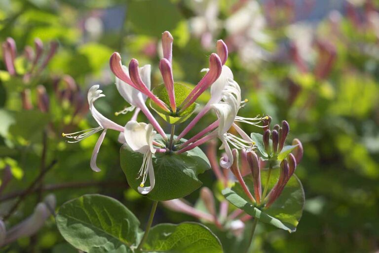 Types of Honeysuckle Plants: 13 of the Best Species for Your Garden