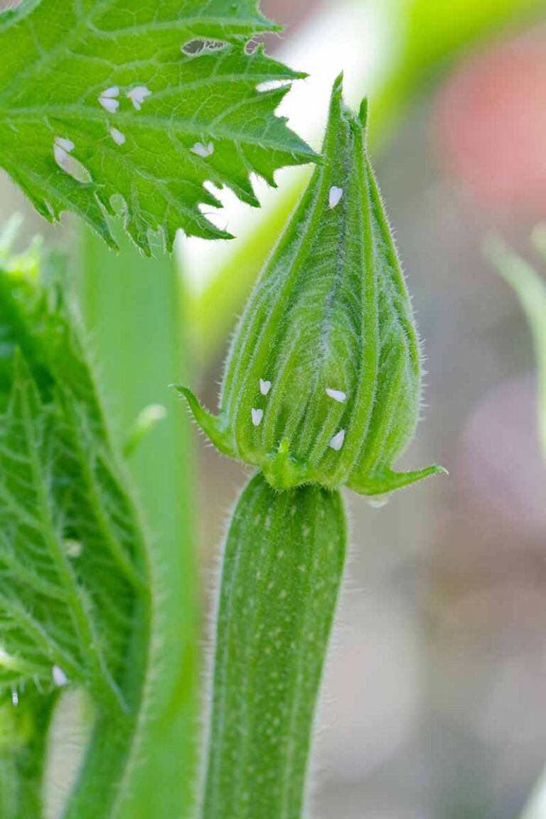 How to Protect Zucchini Plants from Pests | Gardener’s Path