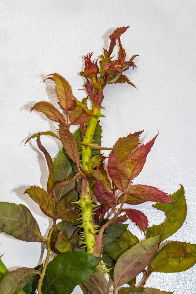 How to Prevent and Control Rose Rosette Disease (Witches’-Broom)