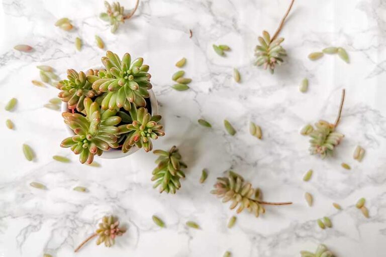 How to Plant and Grow Sedum (Stonecrop) | Gardener’s Path