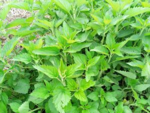 How to Plant and Grow Stinging Nettle in Your Garden