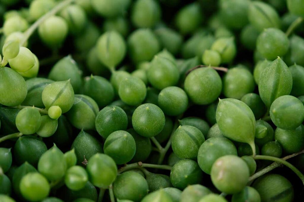 How to Grow and Care for String of Pearls | Gardener’s Path