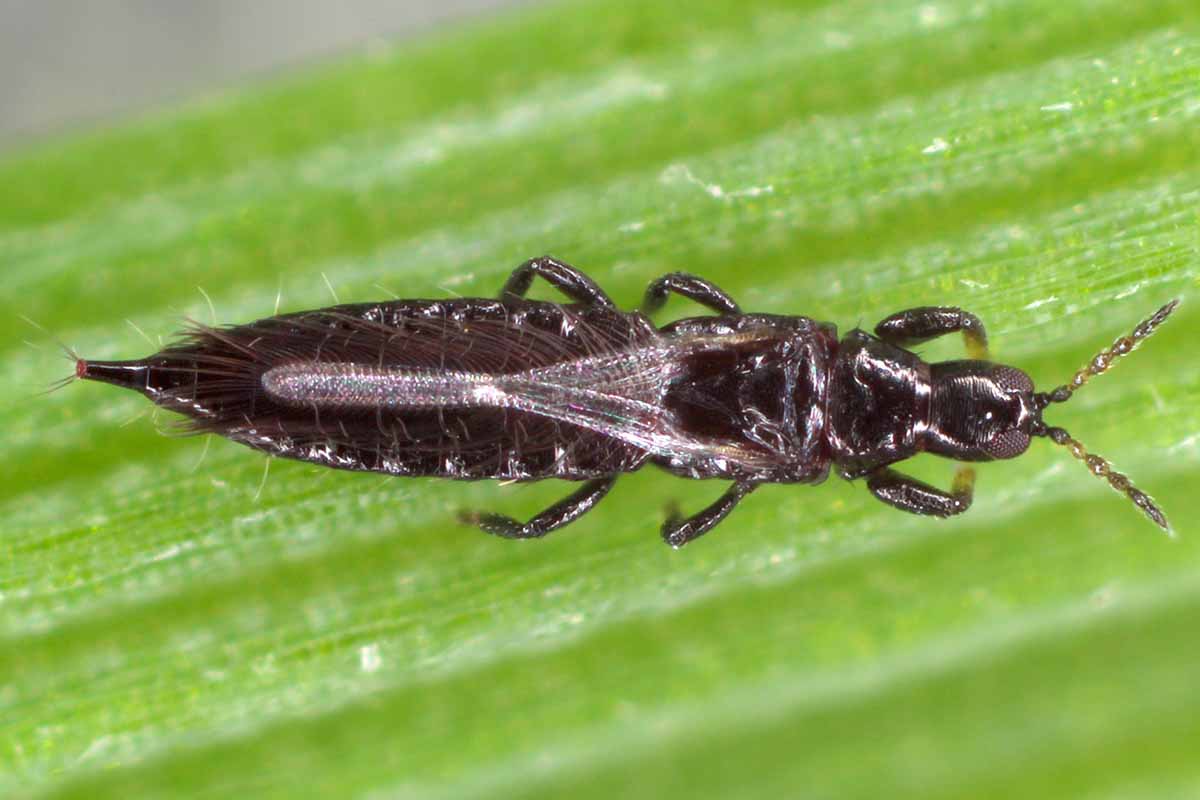 How To Identify And Control Common Canna Lily Pests Gardener s Path