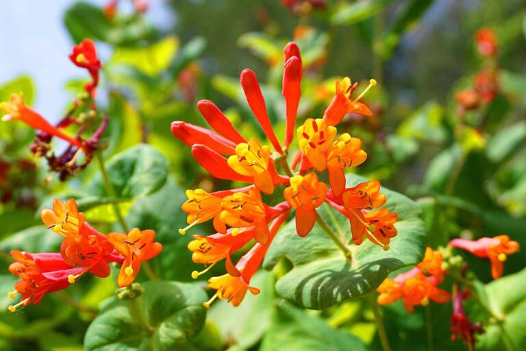 Types of Honeysuckle Plants: 13 of the Best Species for Your Garden