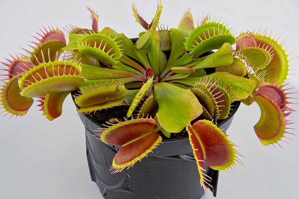 Growing Carnivorous Plants 101: How to Get Started