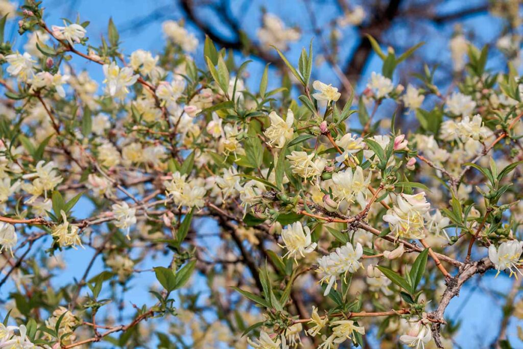 Types of Honeysuckle Plants: 13 of the Best Species for Your Garden