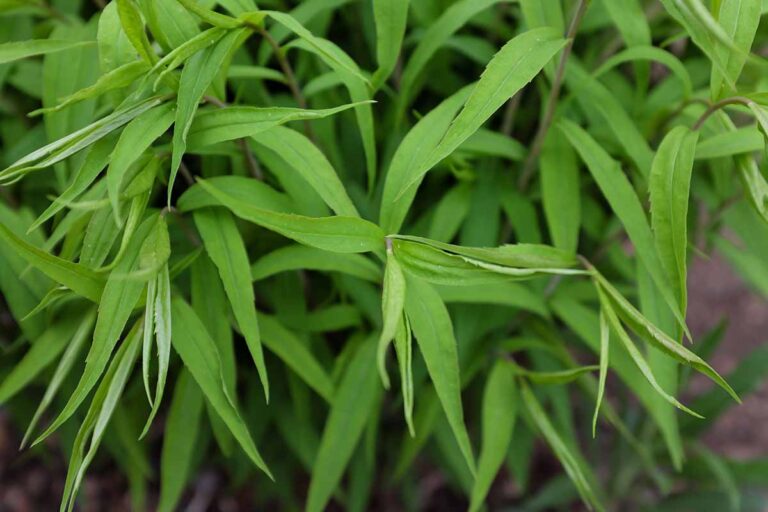 9 Different Types of Goldenrods to Grow in the Landscape