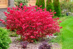 How to Grow and Care for Euonymus Shrubs | Gardener’s Path