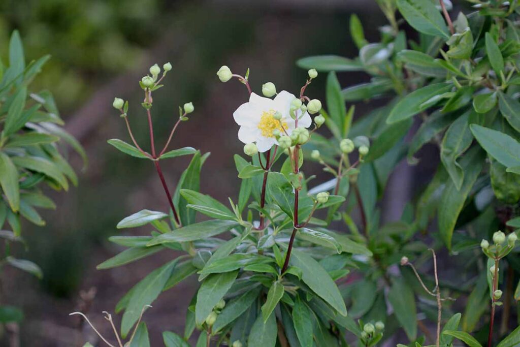 How to Grow and Care for Bush Anemones | Gardener’s Path