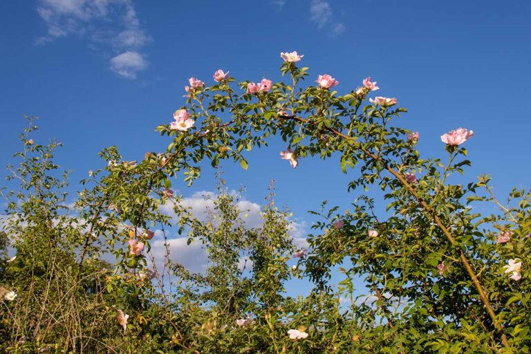 Learn About Training and Tying Climbing Roses | Gardener’s Path