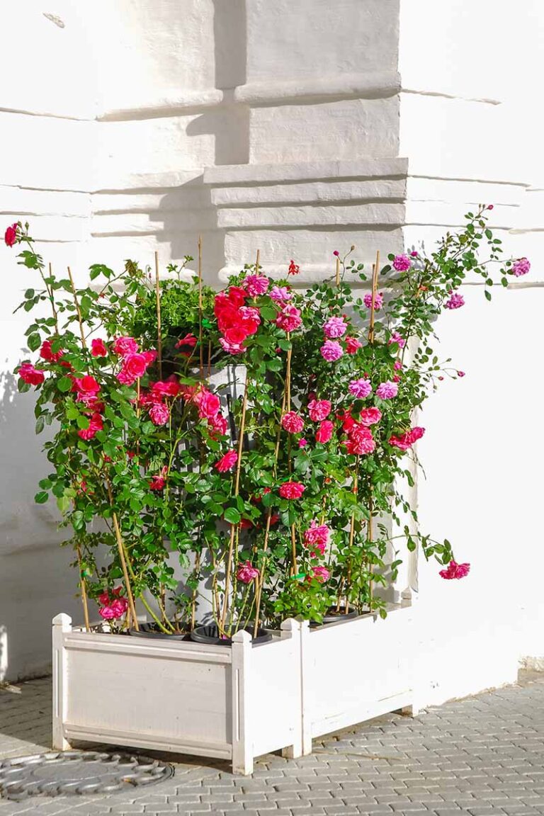Learn About Training and Tying Climbing Roses | Gardener’s Path
