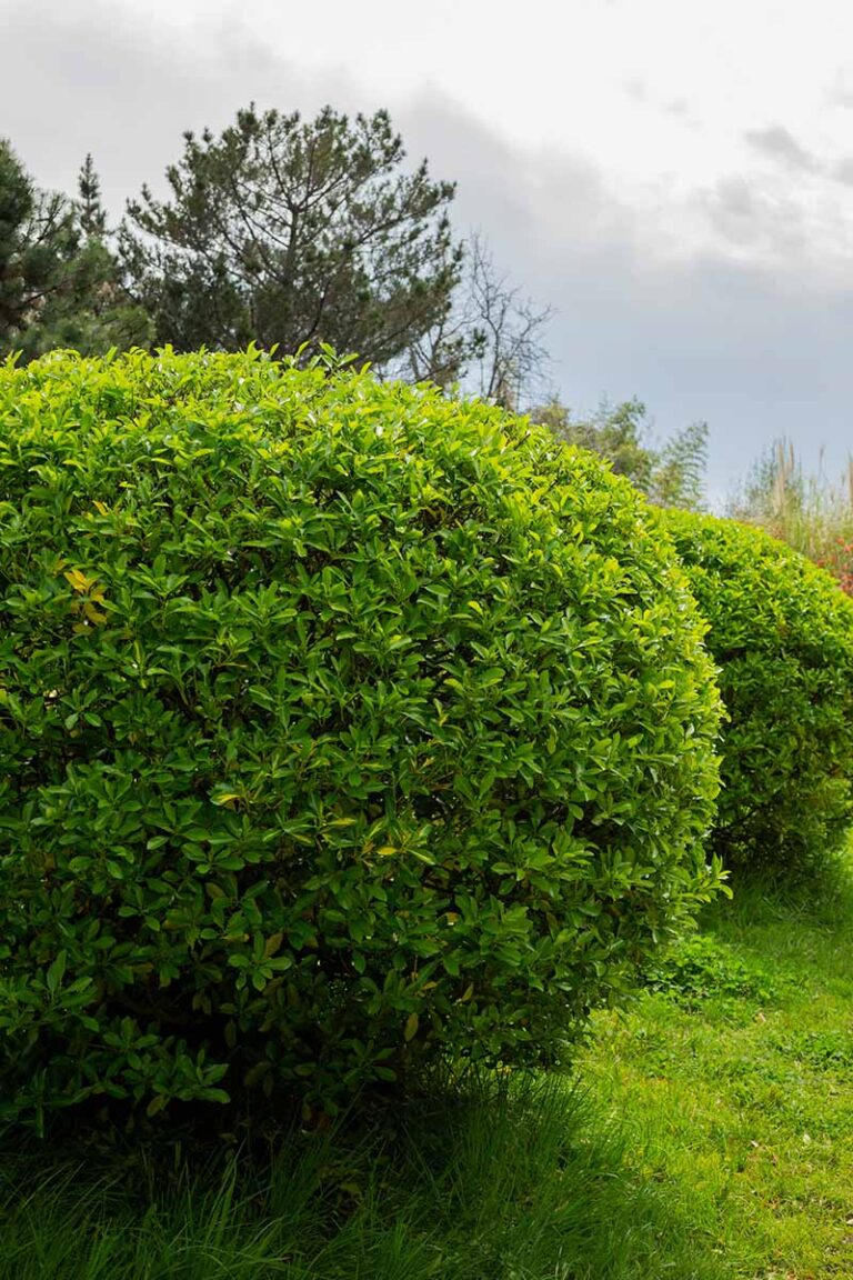 How to Grow and Care for Euonymus Shrubs | Gardener’s Path