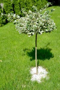 How to Grow and Care for Euonymus Shrubs | Gardener’s Path