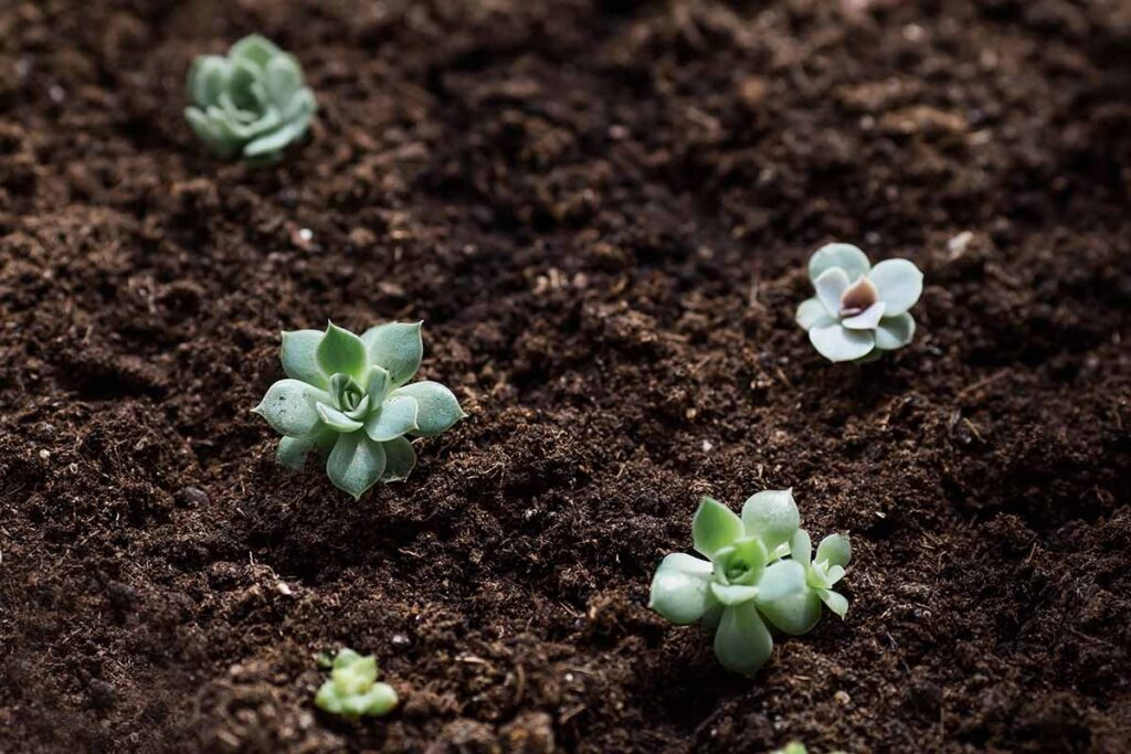 How to Grow Succulents Outdoors in the Garden | Gardener’s Path