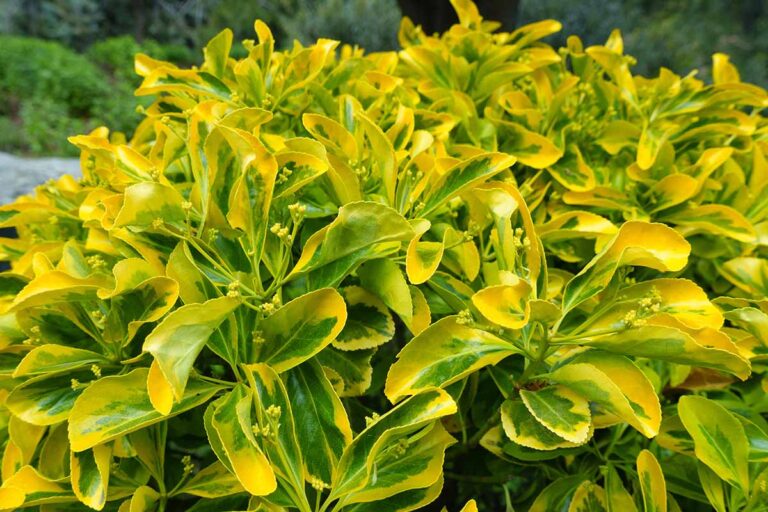 How to Grow and Care for Euonymus Shrubs | Gardener’s Path