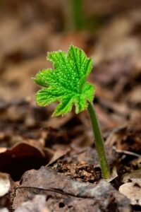 How to Plant and Grow Goldenseal | Gardener’s Path