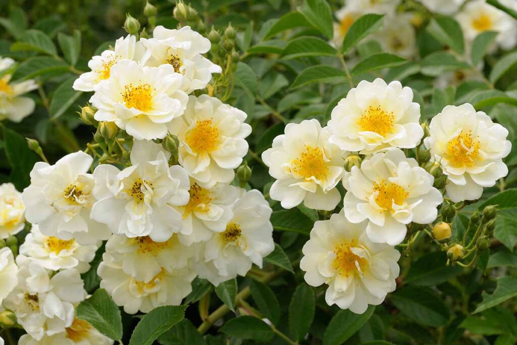 29 Roses with Few or No Thorns for Your Garden | Gardener’s Path