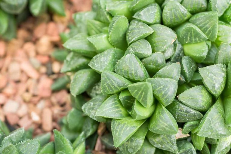 How to Grow and Care for Haworthia | Gardener’s Path