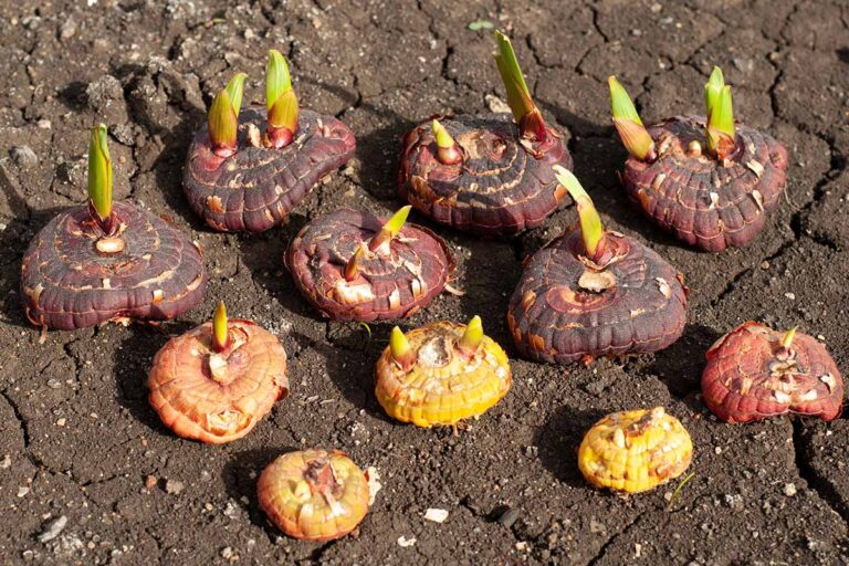 How to Identify and Manage 9 Common Gladiolus Pests | Gardener’s Path