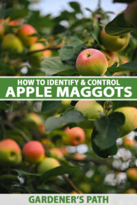 How to Identify and Control Apple Maggots | Gardener’s Path