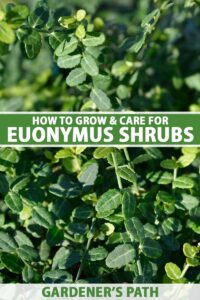 How to Grow and Care for Euonymus Shrubs | Gardener’s Path
